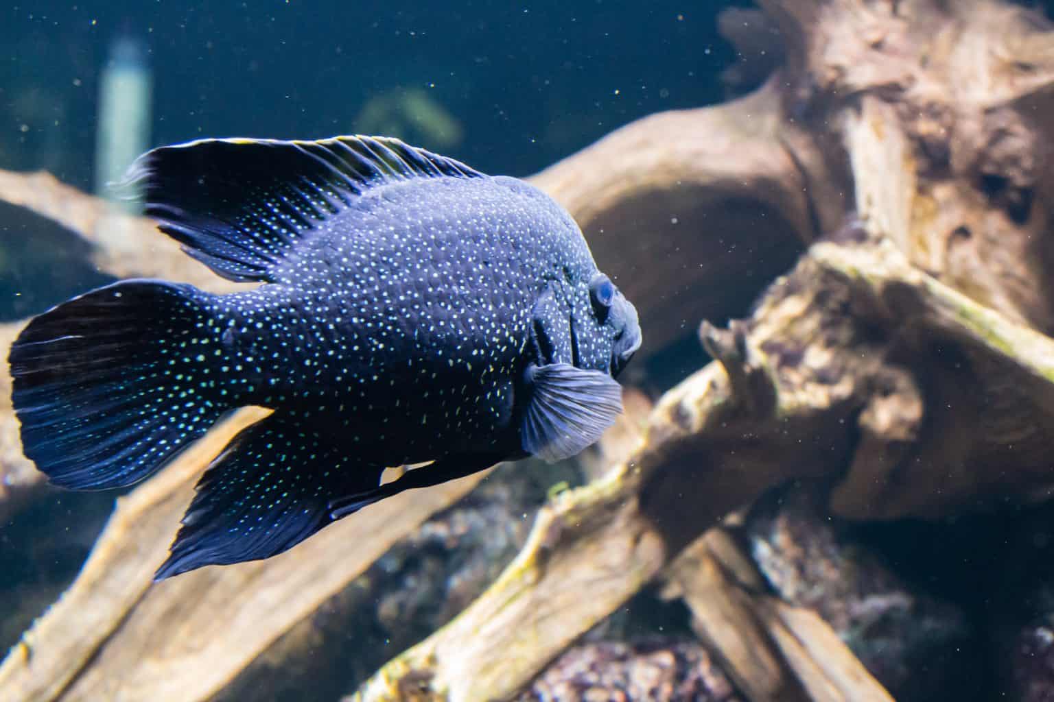 African Cichlid Guide | 21 Popular Types of African Cichlids - Fish ...