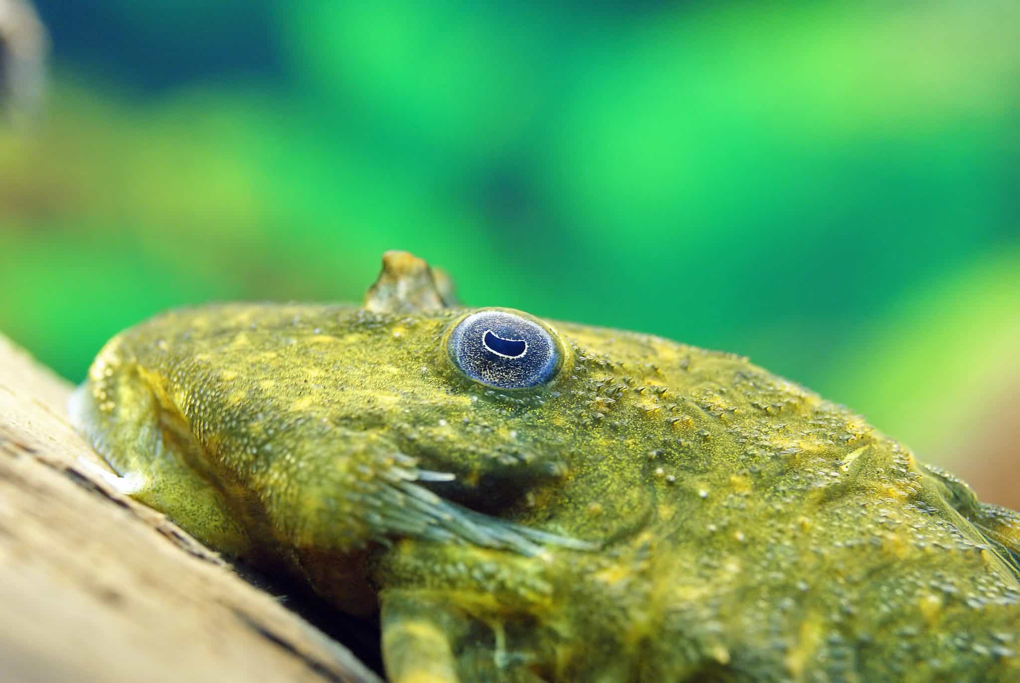 L397 Pleco (Alenquer Tiger Pleco): Ultimate Care Guide - Fish Laboratory