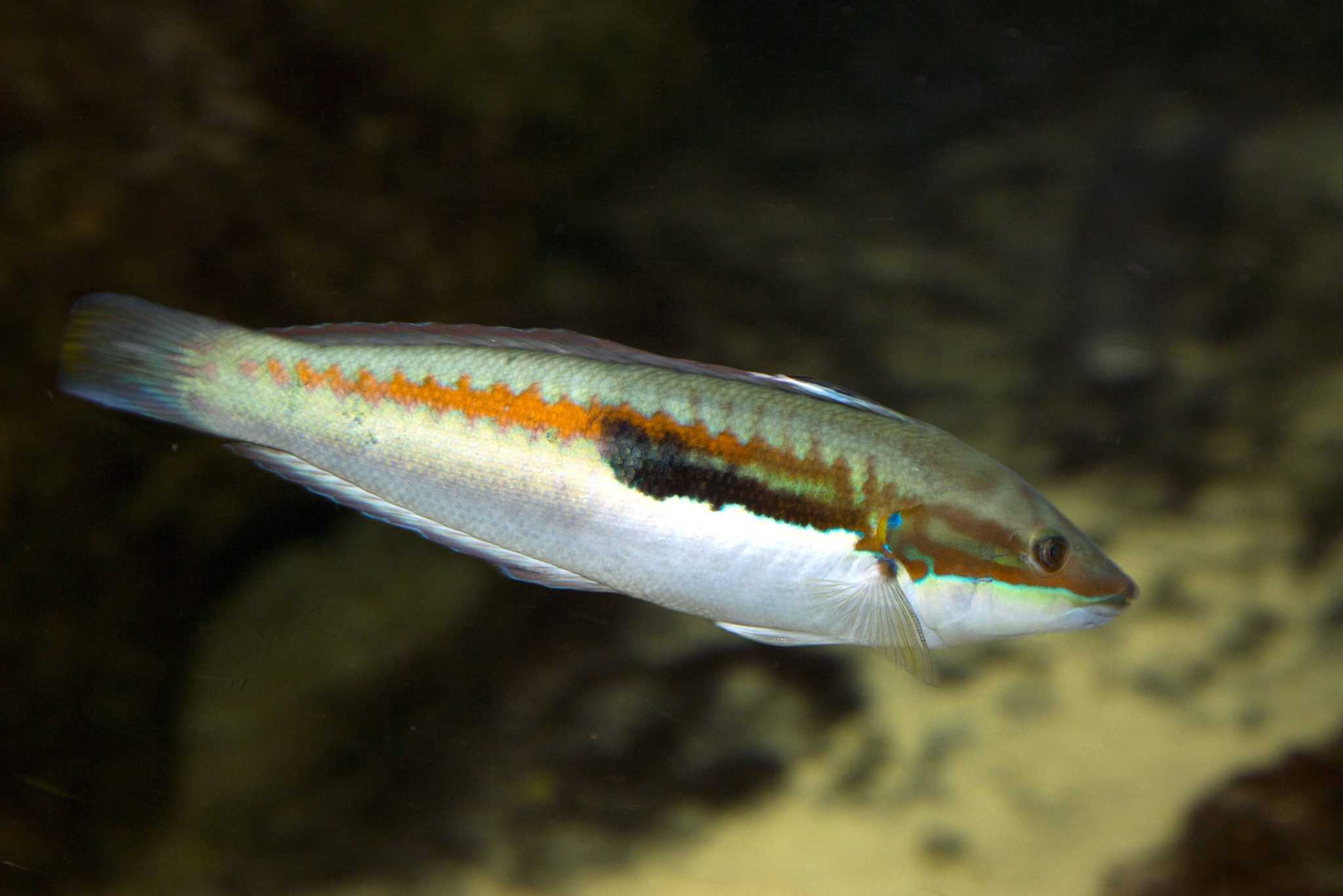 Melanurus Wrasse (Halichoeres melanurus): Care Guide - Fish Laboratory