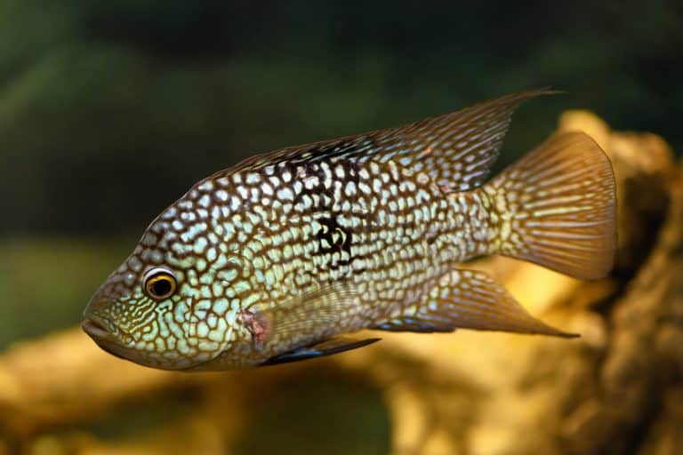 Red Texas Cichlid: Care, Size, Tank Mates & Tank Size – Fish Laboratory ...