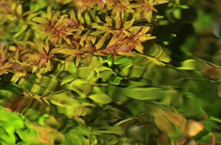 31 Best Low Light Aquarium Plants: Ultimate Guide - Fish Laboratory