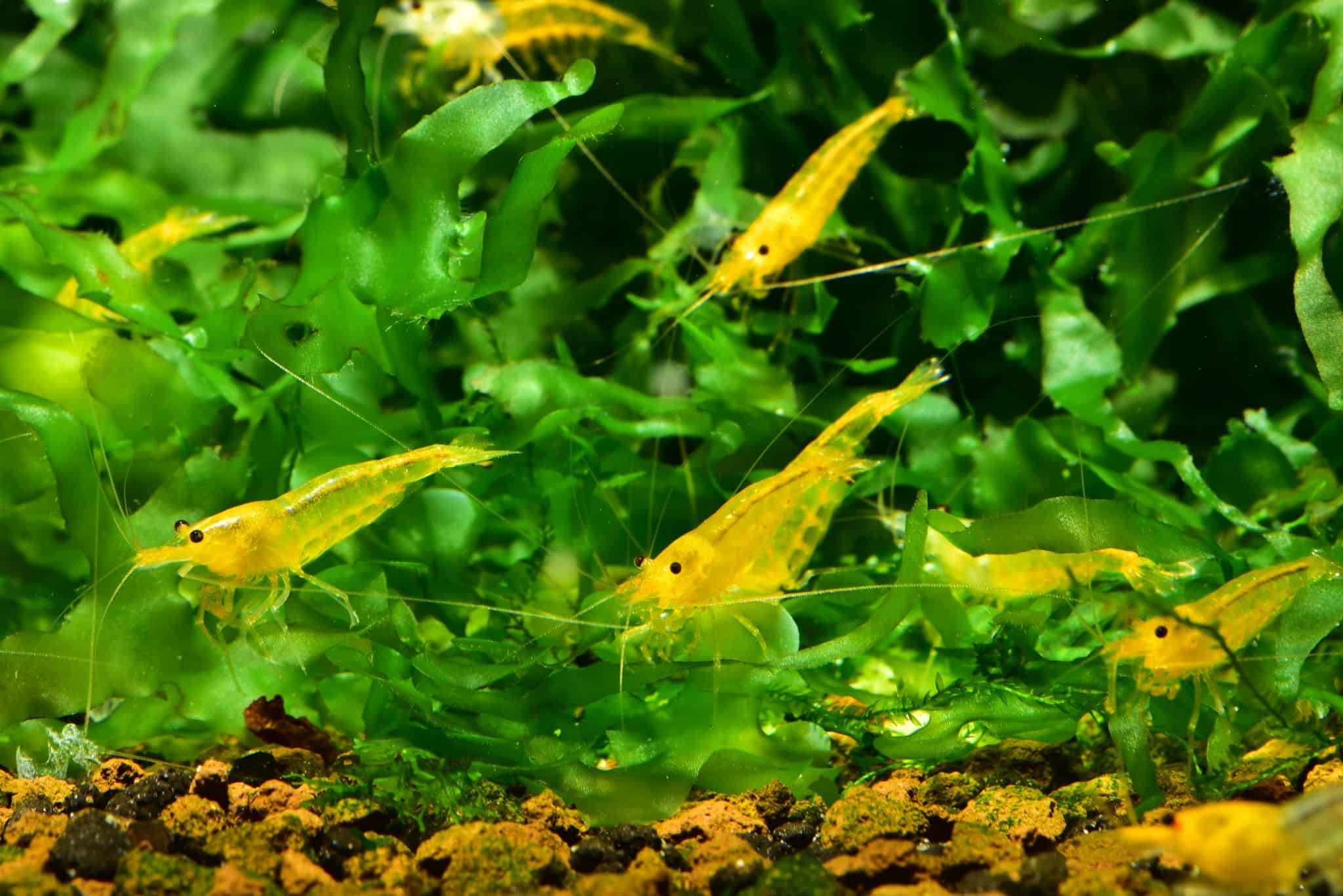 Subwassertang (Lomariopsis Lineata): Ultimate Care Guide - Fish Laboratory