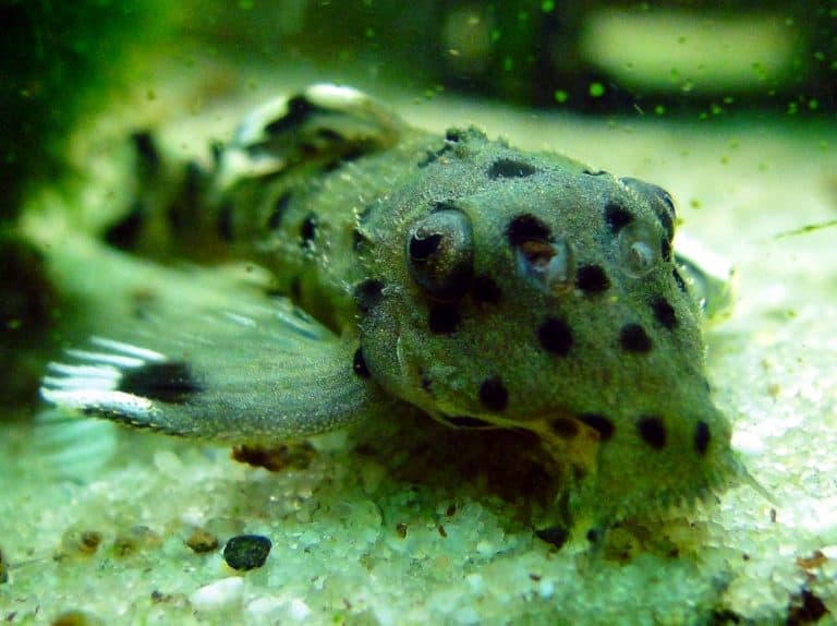 Snowball Pleco (Hypancistrus inspector, L102): Care Guide - Fish Laboratory