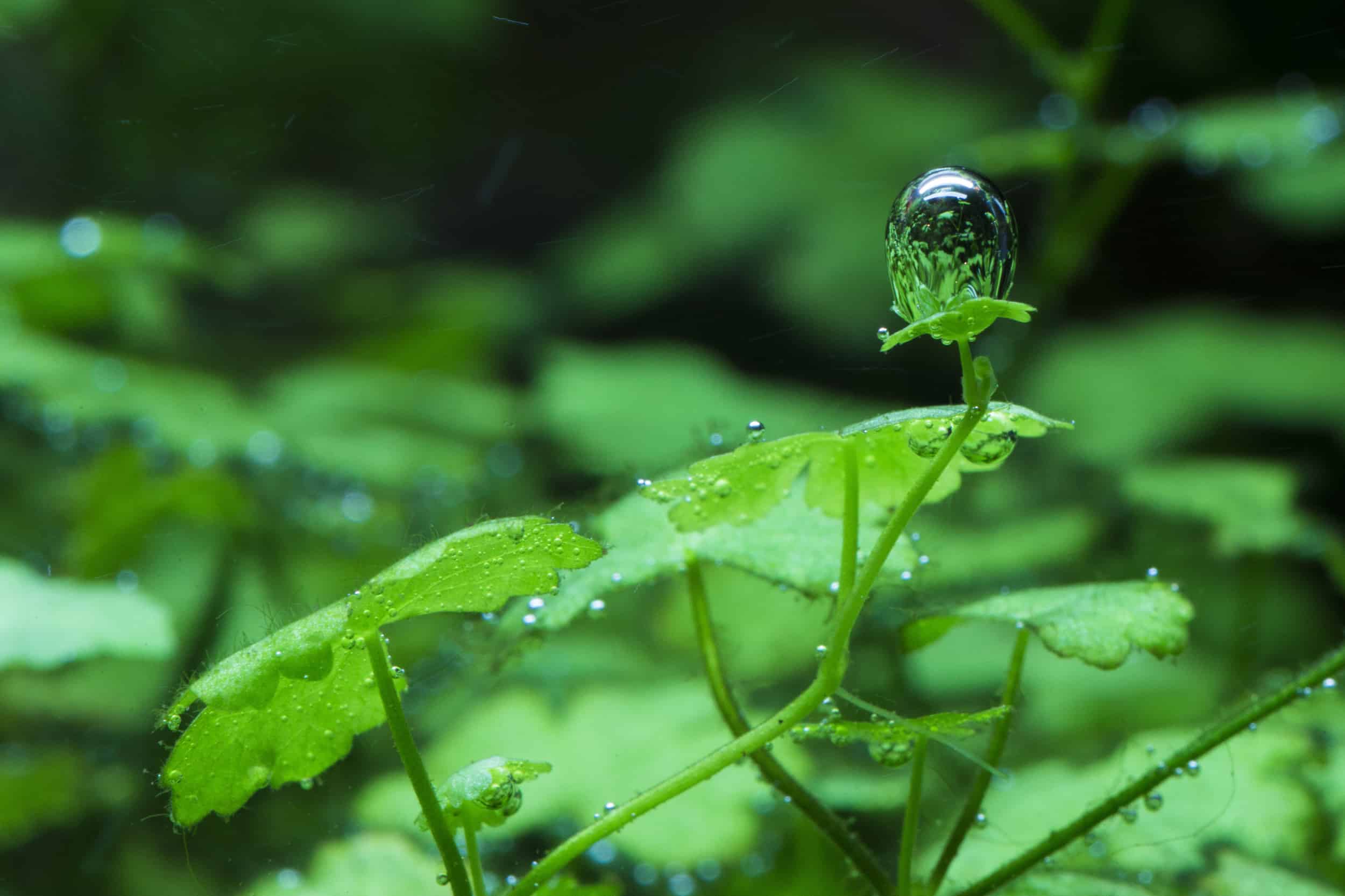 Hydrocotyle Tripartita