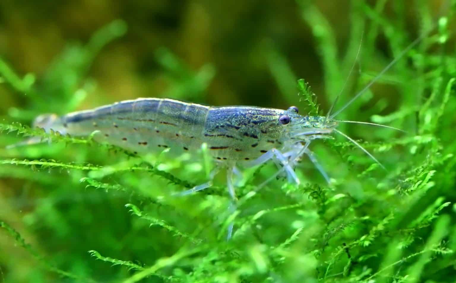 Java Moss Care Guide: Growing a Carpet in Aquarium & More - Fish Laboratory