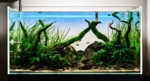 Java Moss Care Guide: Growing a Carpet in Aquarium & More - Fish Laboratory