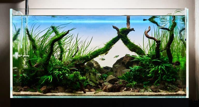 Java Moss Care Guide: Growing a Carpet in Aquarium & More - Fish Laboratory