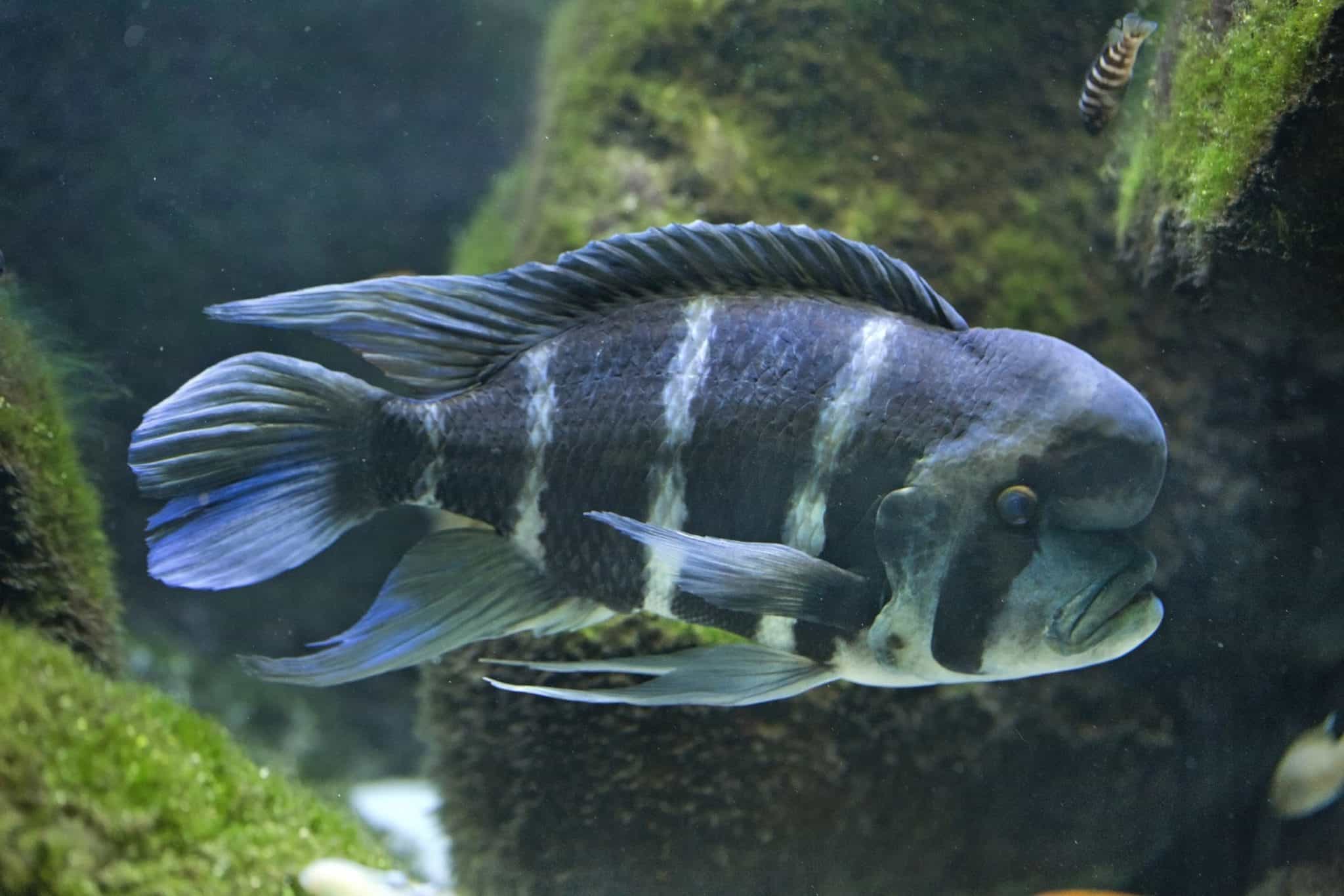 African Cichlid Guide | 21 Popular Types of African Cichlids - Fish ...