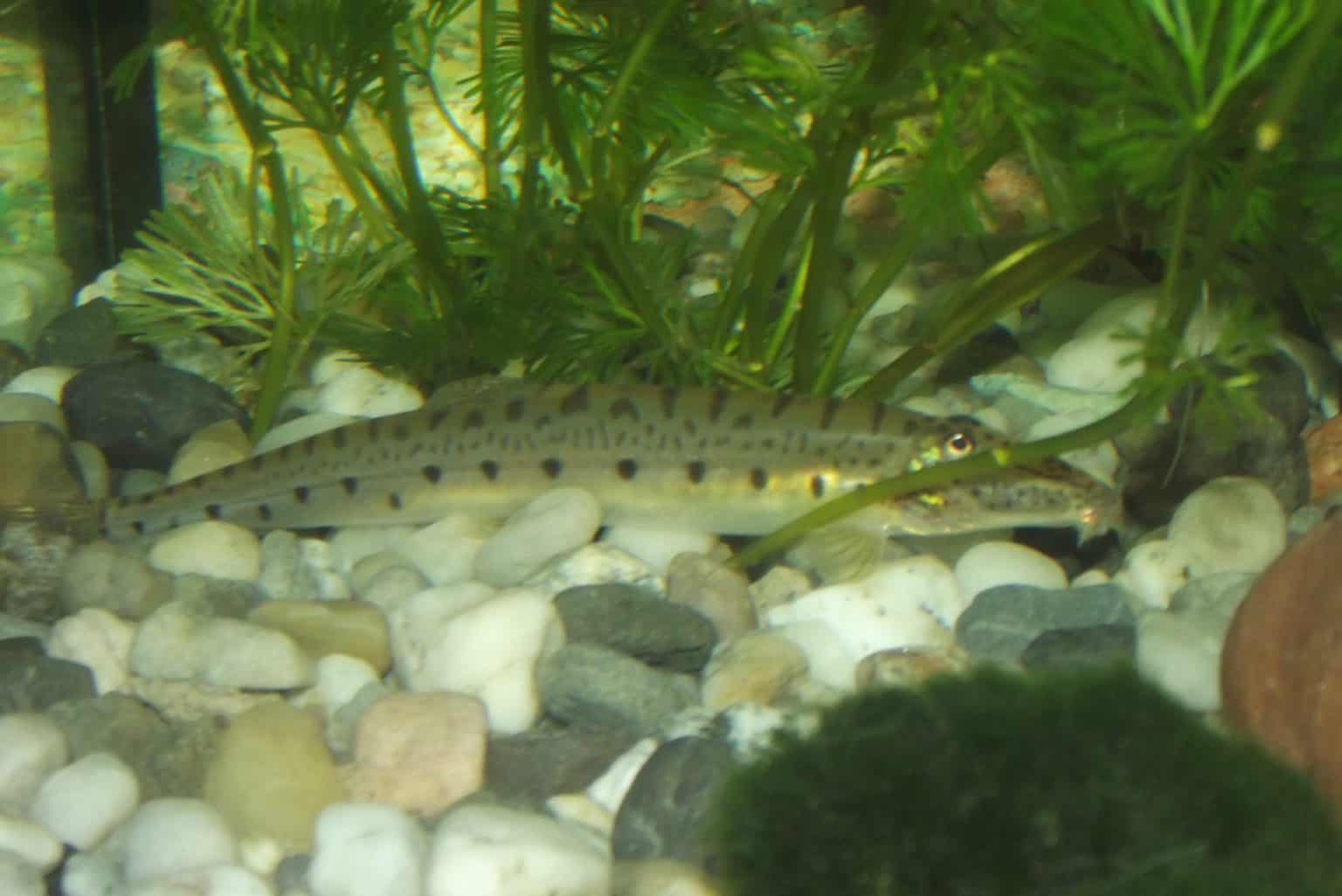Dojo Loach: Care, Size, Tank Mates, Lifespan & Diet - Fish Laboratory