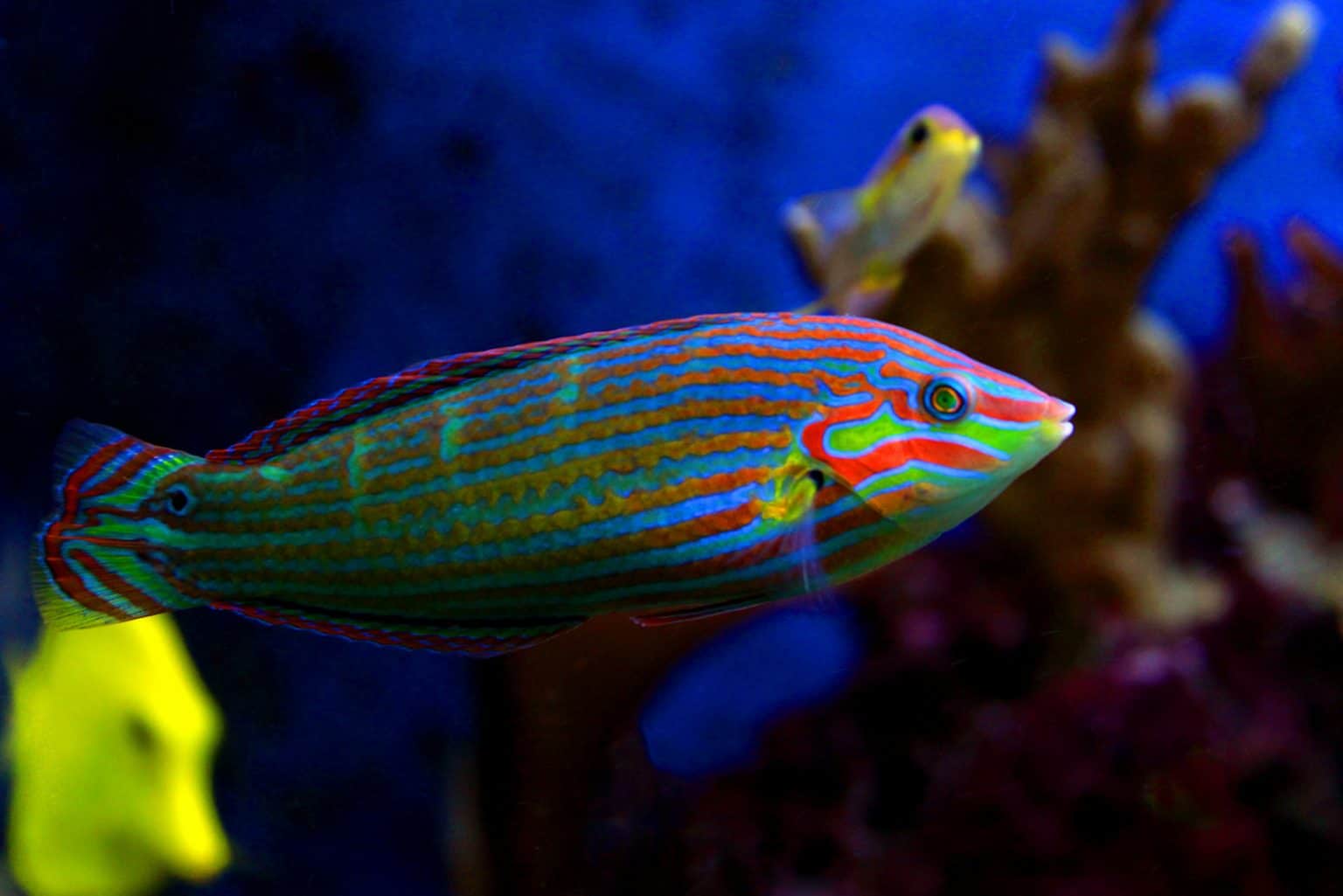 Melanurus Wrasse Halichoeres Melanurus Care Guide Fish Laboratory Melanurus Wrasse Halichoeres Melanurus Care Guide Fish Laboratory