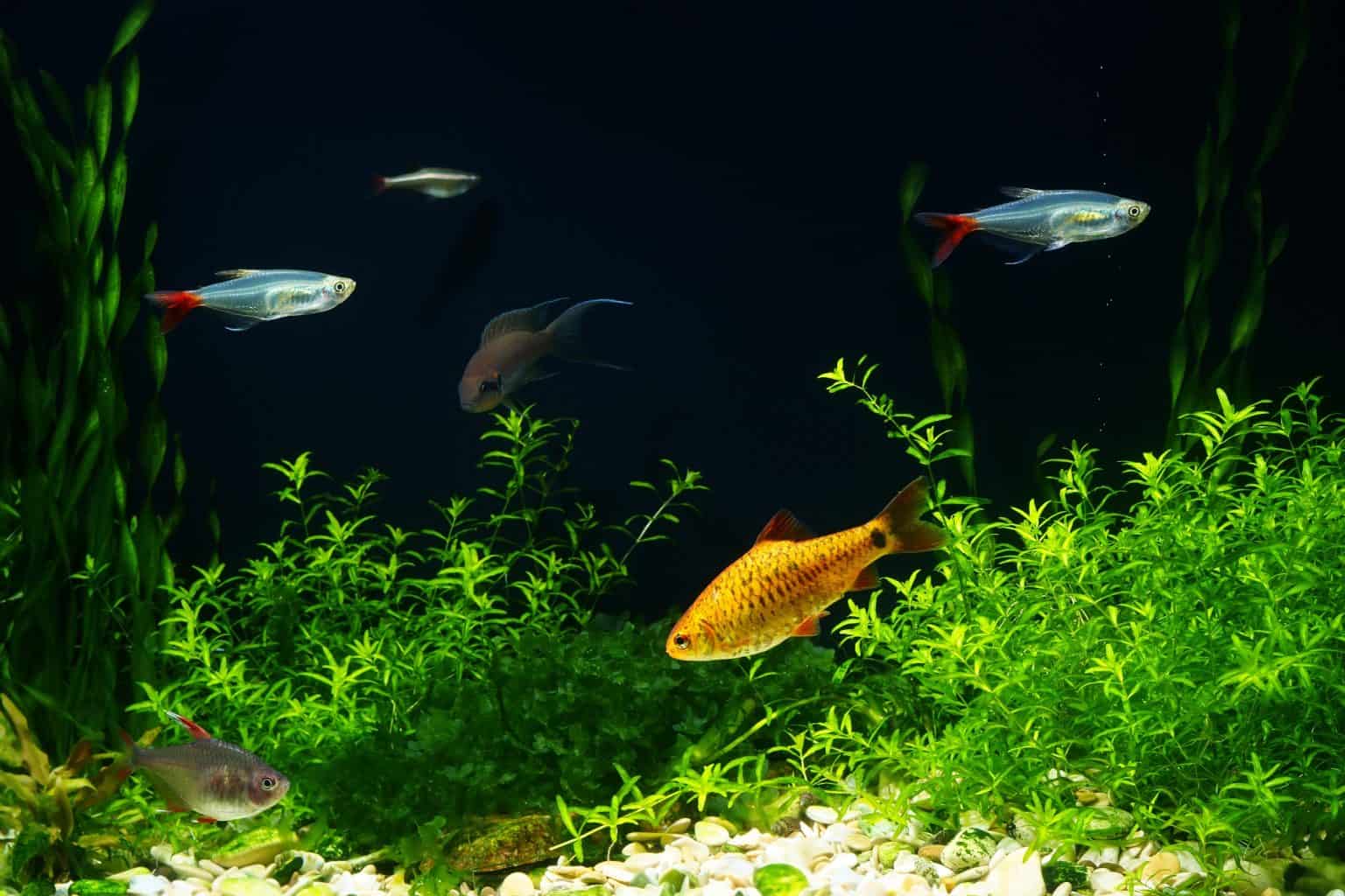 Pearl Weed (Hemianthus Micranthemoides): Care Guide - Fish Laboratory