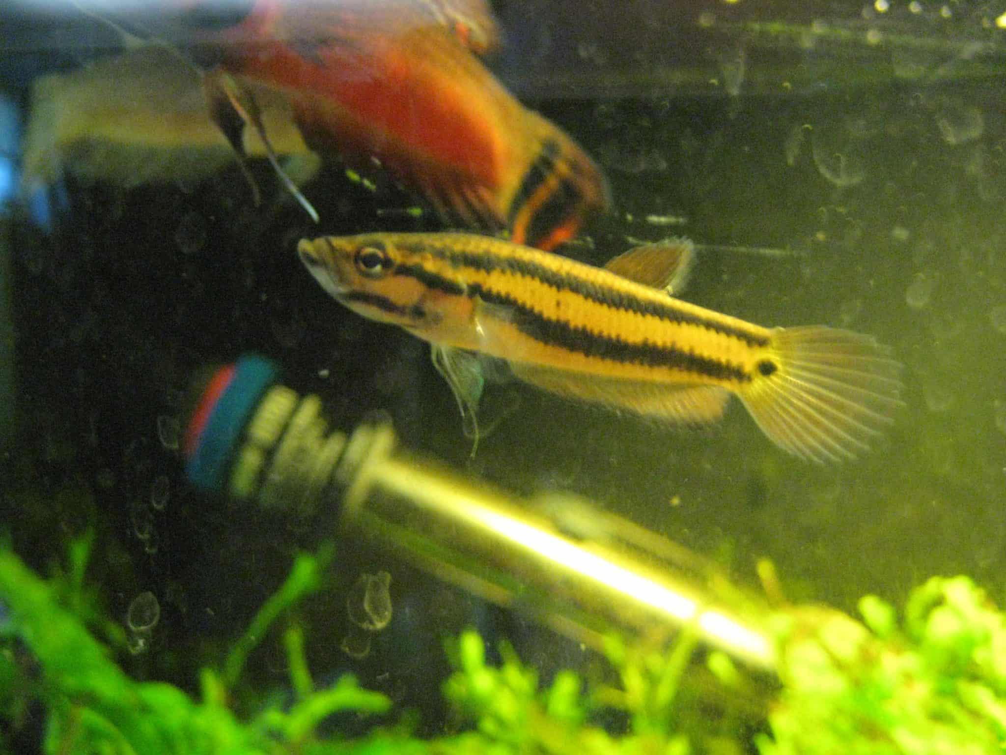 Wild Betta Fish | Different Types & Natural Habitat - Fish Laboratory