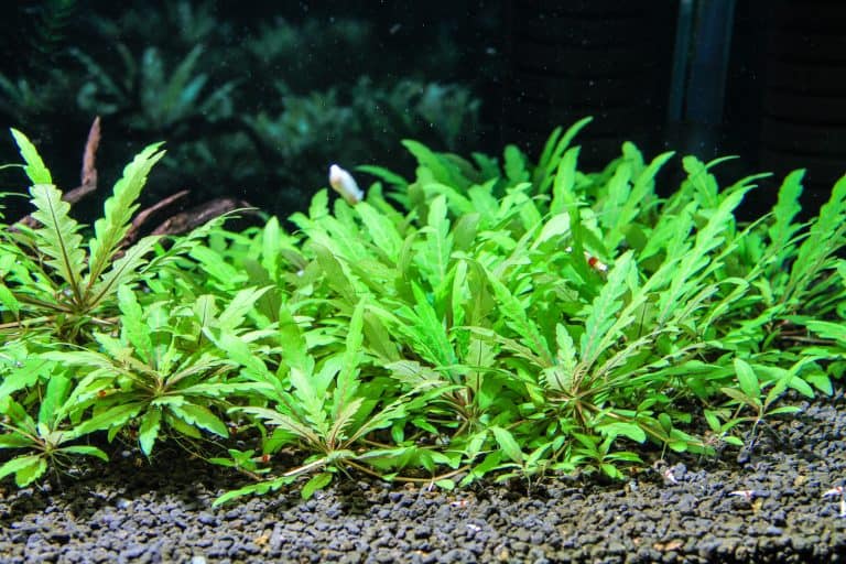 Hygrophila Polysperma (Dwarf Hygro): Ultimate Care Guide