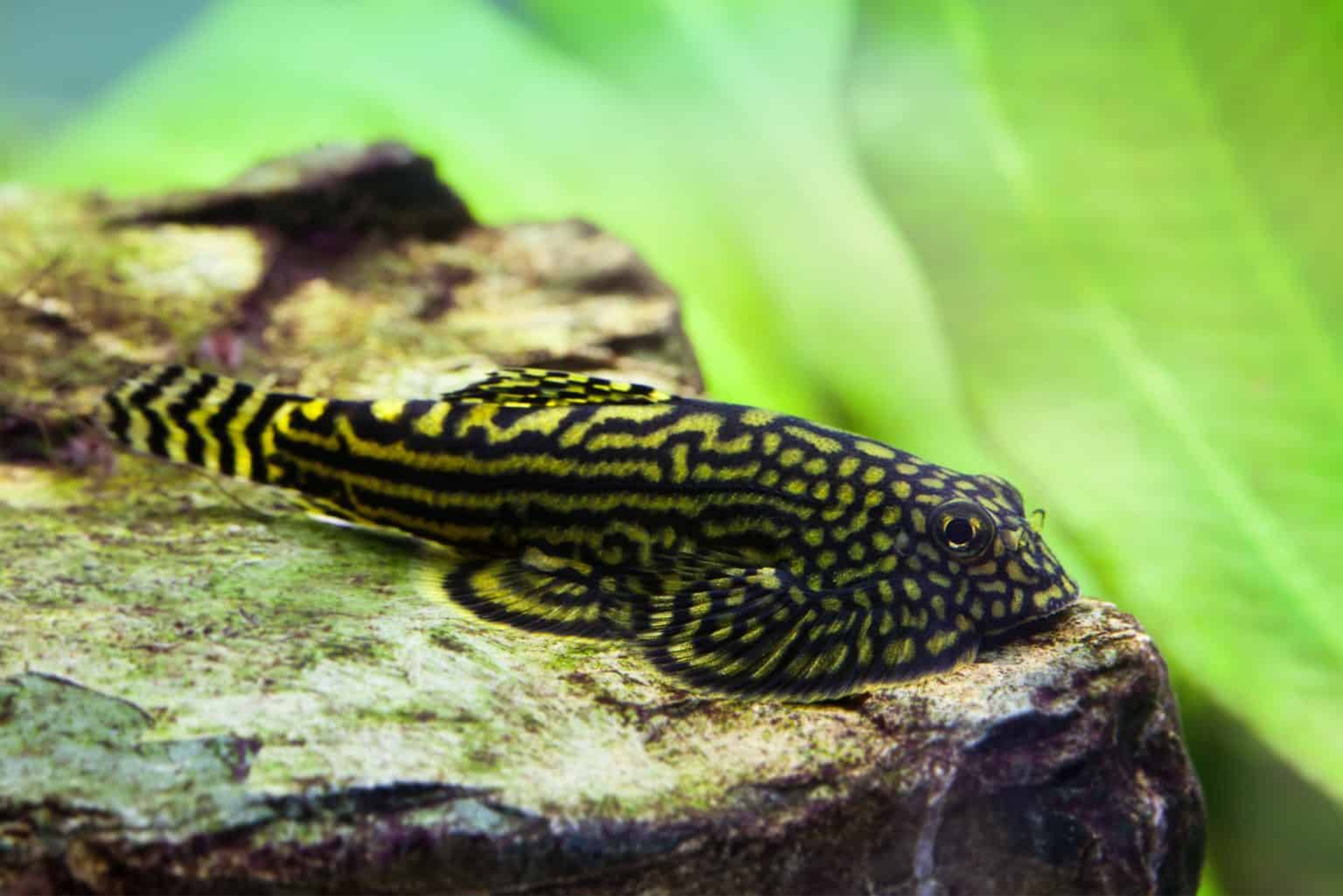 Loach Types, Size, & Care: The Ultimate Guide - Fish Laboratory