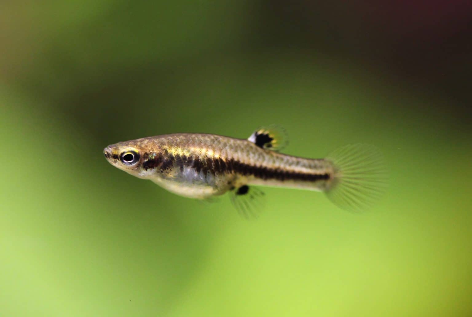 Koi Fish Care: Guide to Keeping Nishikigoi - Fish Laboratory