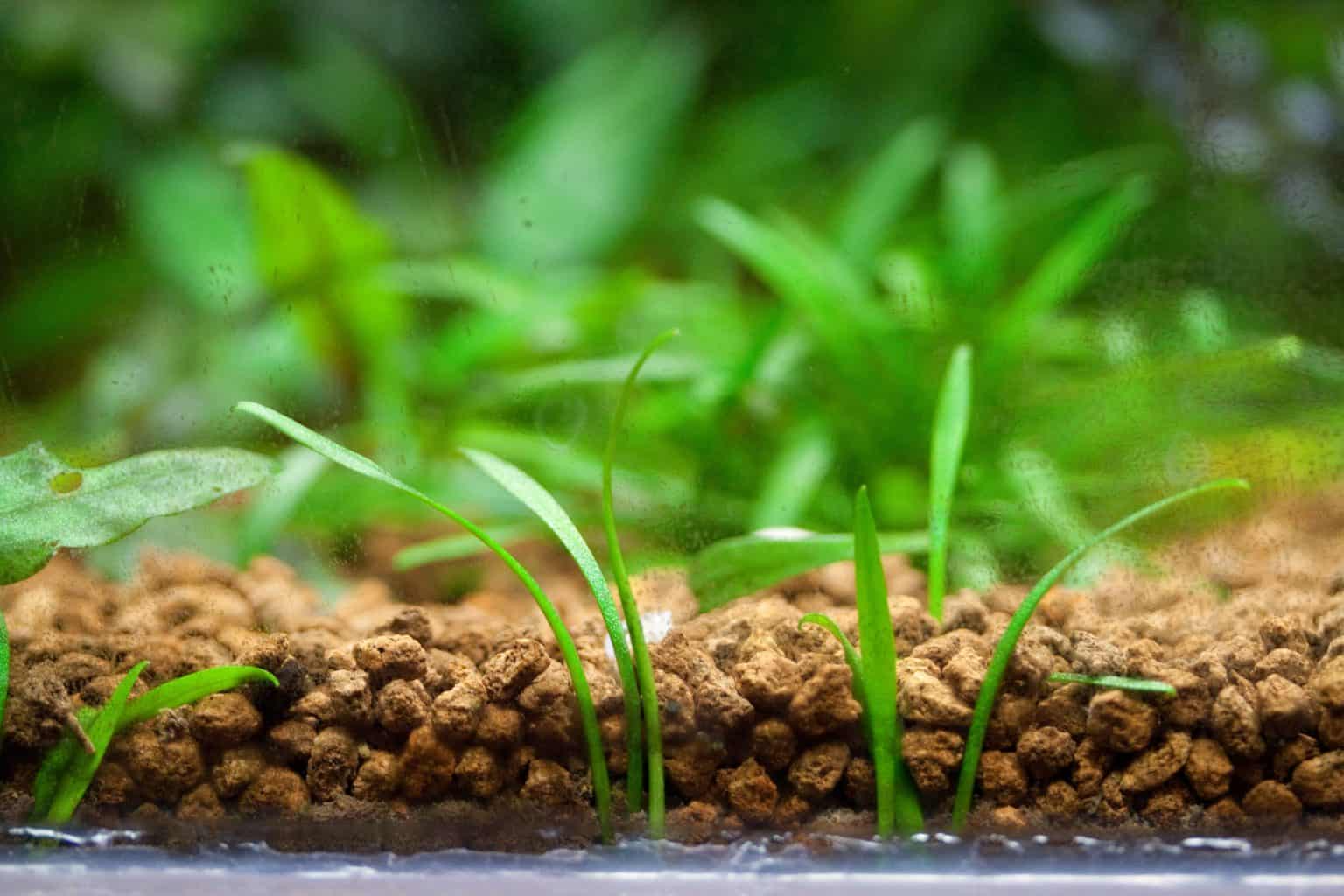 Cryptocoryne Wendtii Care and Types | Ultimate Guide - Fish Laboratory