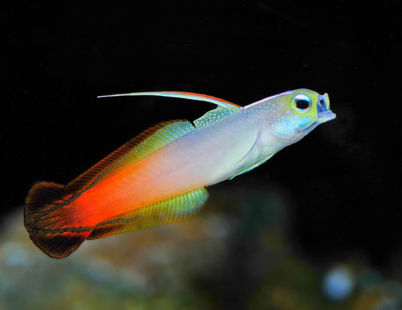 Firefish Goby: Care, Tank Size, Tank Mates, Breeding & Diet - Fish ...