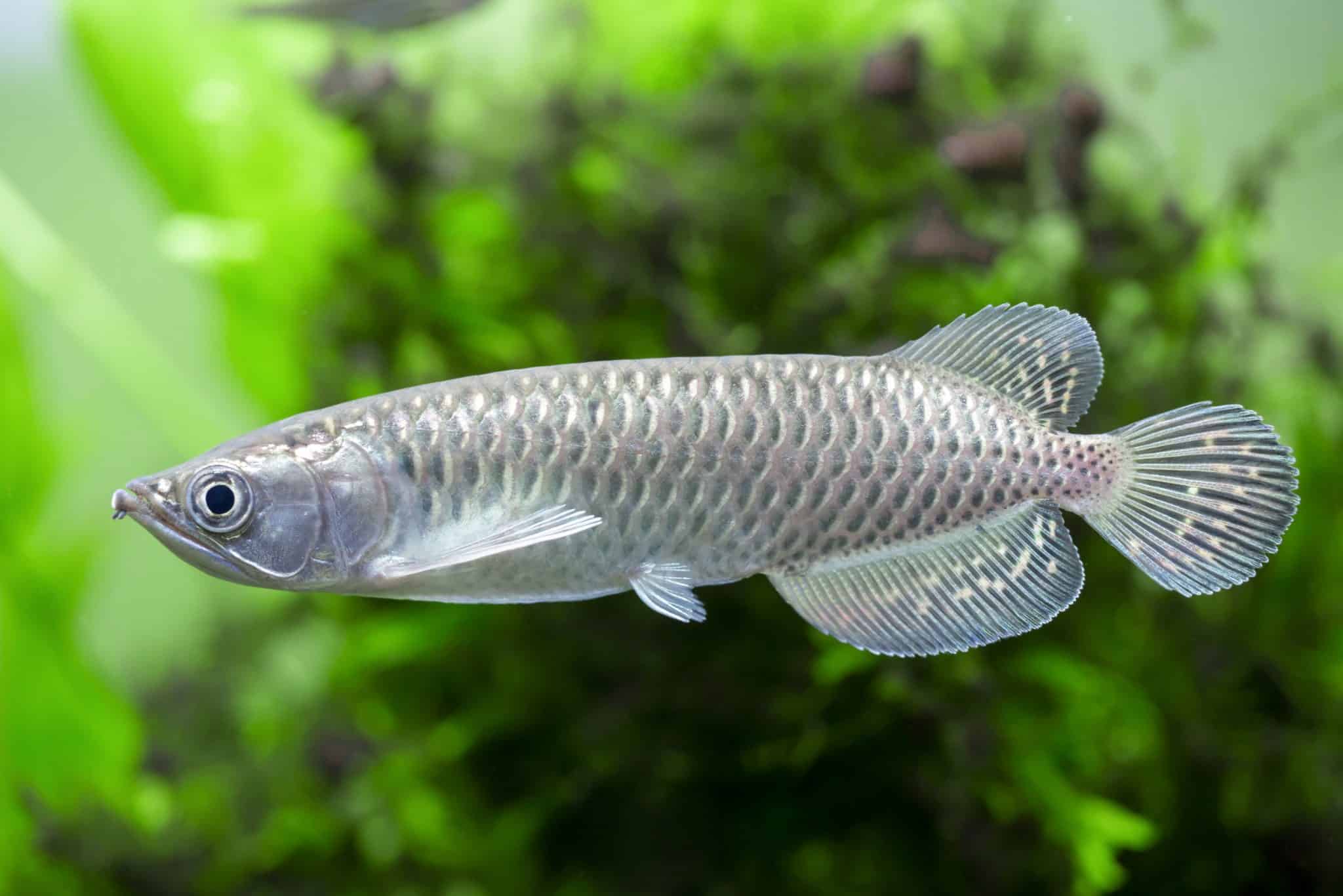 Arowana Fish | Ultimate Guide to Arowana Types & Price - Fish Laboratory