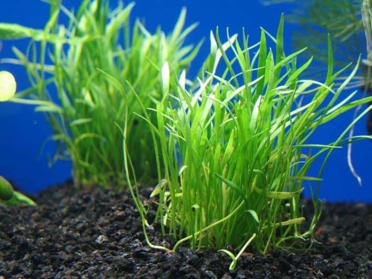 Micro Sword Plant (Lilaeopsis brasiliensis): Ultimate Care Guide - Fish ...