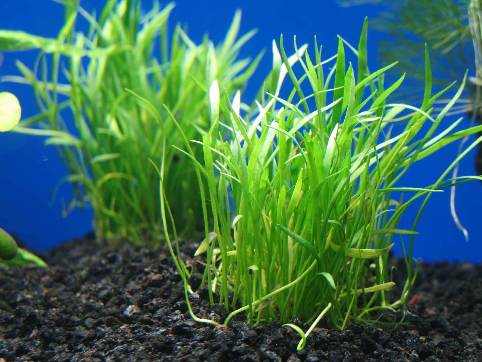 Java Fern (Microsorum Pteropus): Ultimate Care Guide - Fish Laboratory
