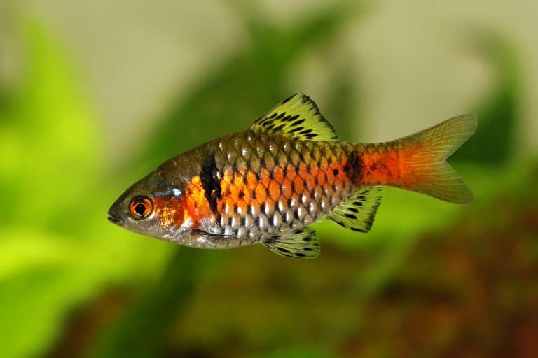 Checker Barb Care: Diet, Lifespan, Tank Size & Tank Mates - Fish Laboratory