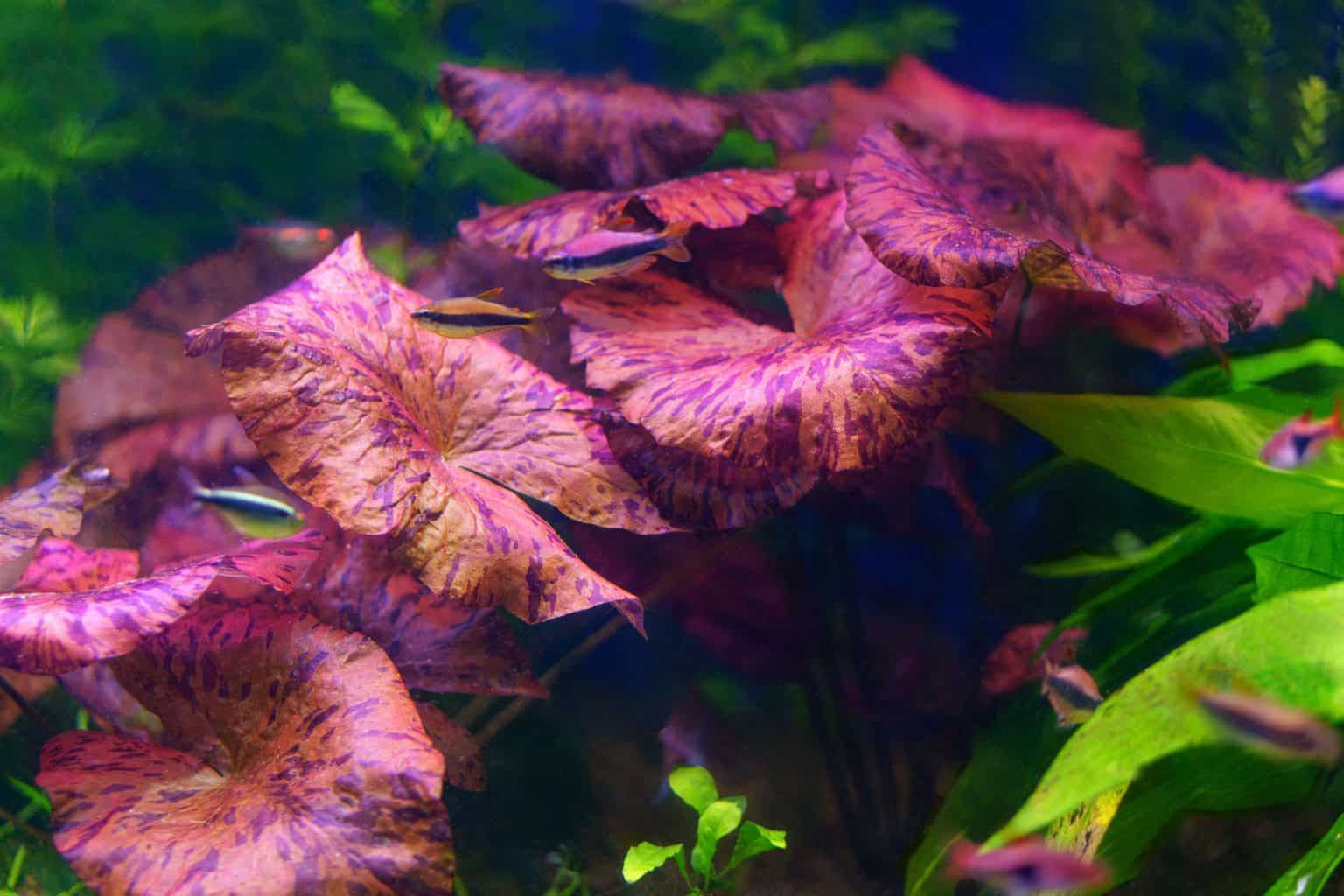 Red Tiger Lotus (Nymphaea zenkeri): Ultimate Care Guide - Fish Laboratory
