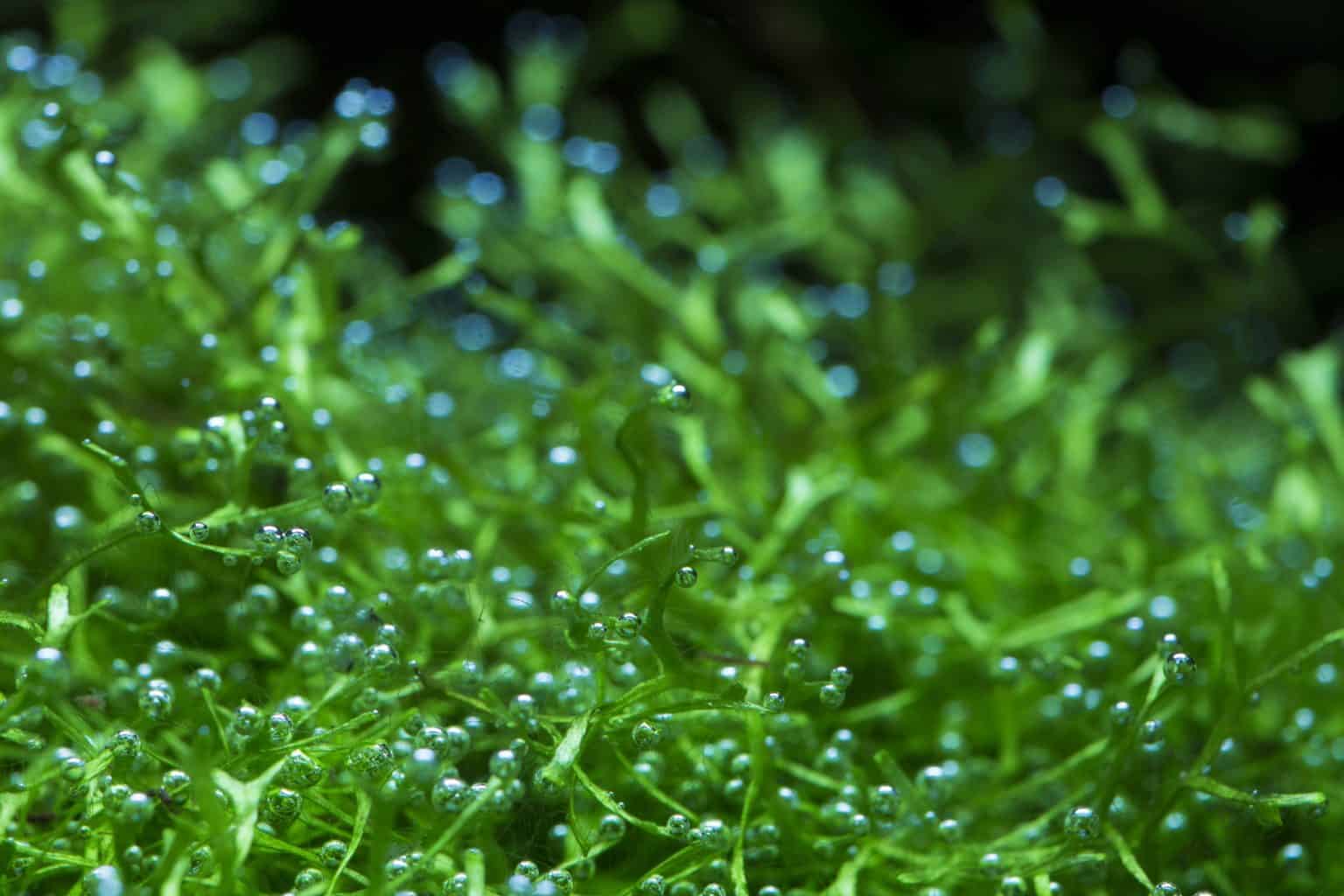 Types of Aquarium Moss & More | The Ultimate Guide - Fish Laboratory