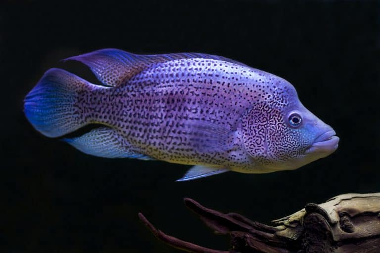 Dovii Cichlid: Care, Size, Tank Mates, Aggression & More - Fish Laboratory
