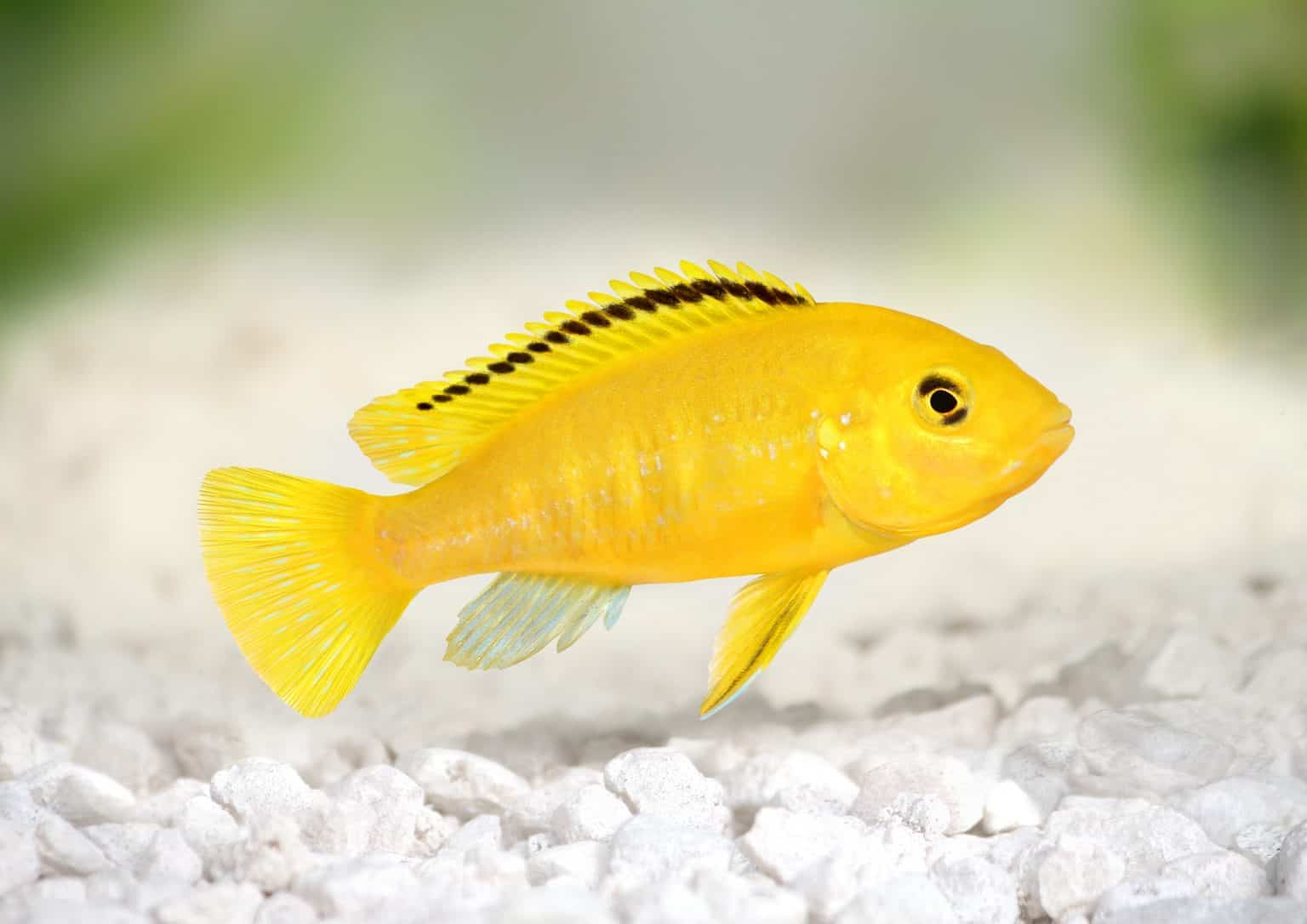 Yellow Lab Cichlid (Labidochromis Caeruleus): Care Guide - Fish Laboratory