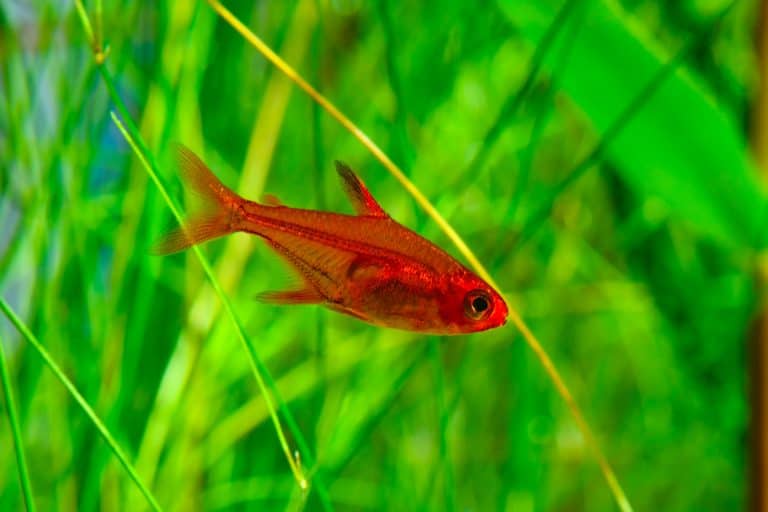 24 Best Schooling Fish for Freshwater Aquariums - Fish Laboratory