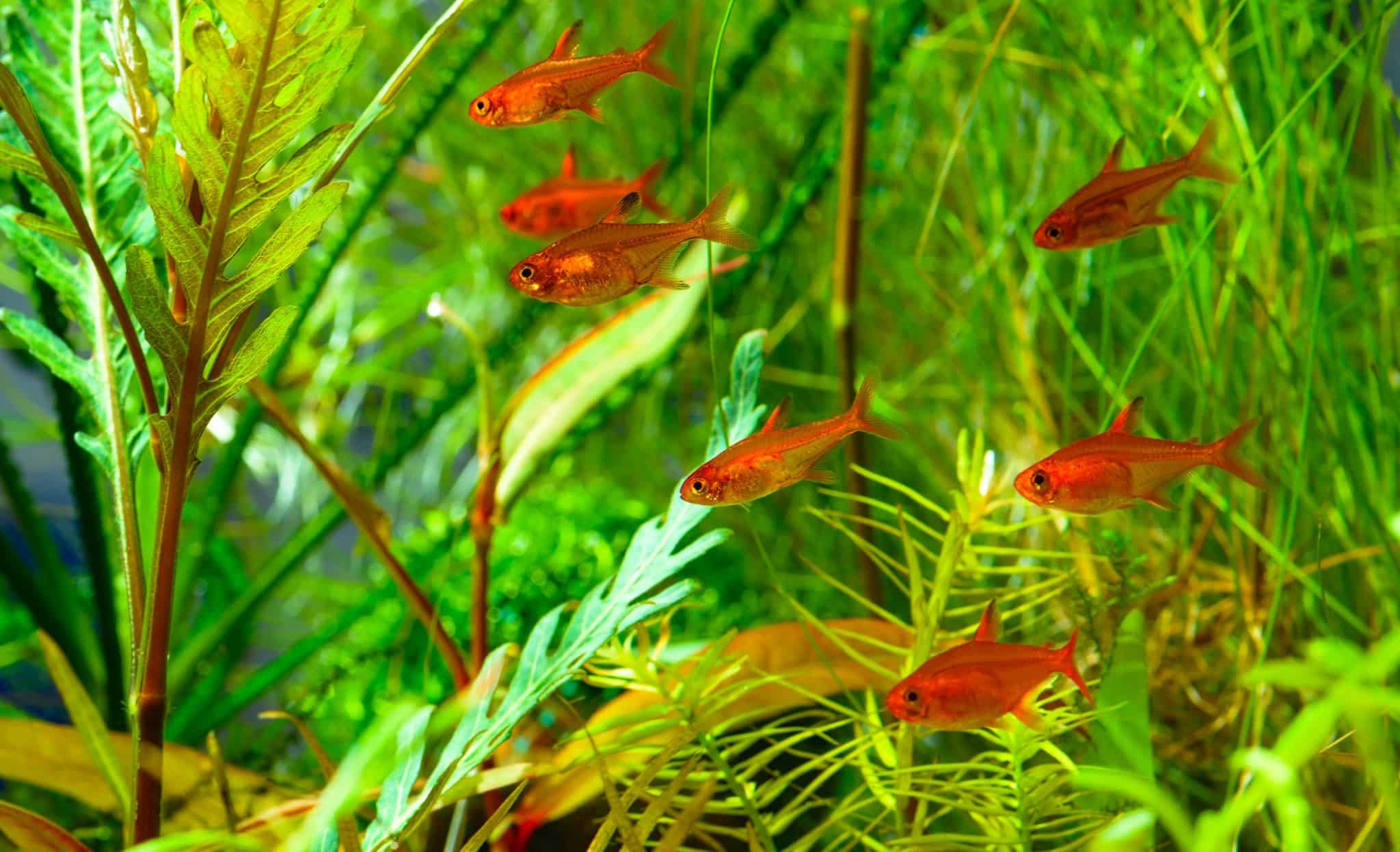 Ember Tetra Guide: Care, Lifespan, Diet, Size & More - Fish Laboratory