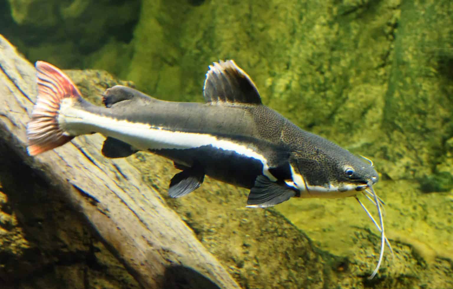 Red Tail Catfish (Phractocephalus Hemioliopterus): Care Guide - Fish ...