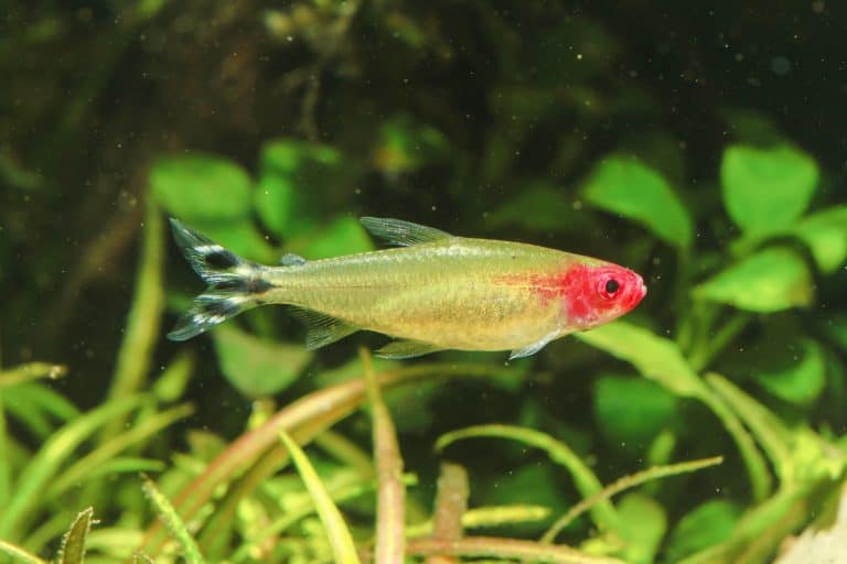 24 Best Schooling Fish for Freshwater Aquariums - Fish Laboratory