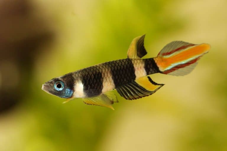 Banded Killifish (Fundulus Diaphanus): Ultimate Care Guide - Fish ...