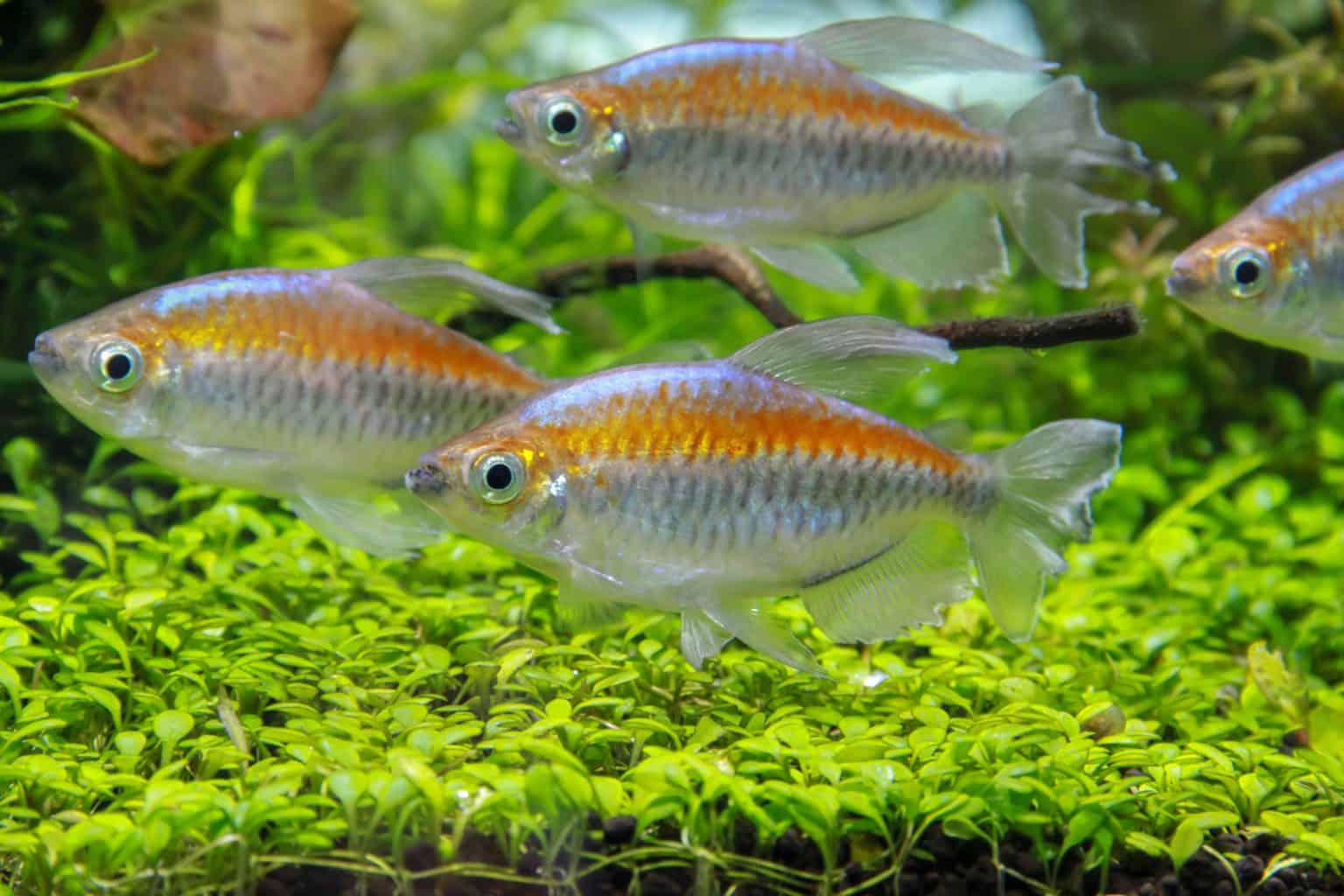 X-Ray Tetra (Pristella maxillaris): Ultimate Care Guide