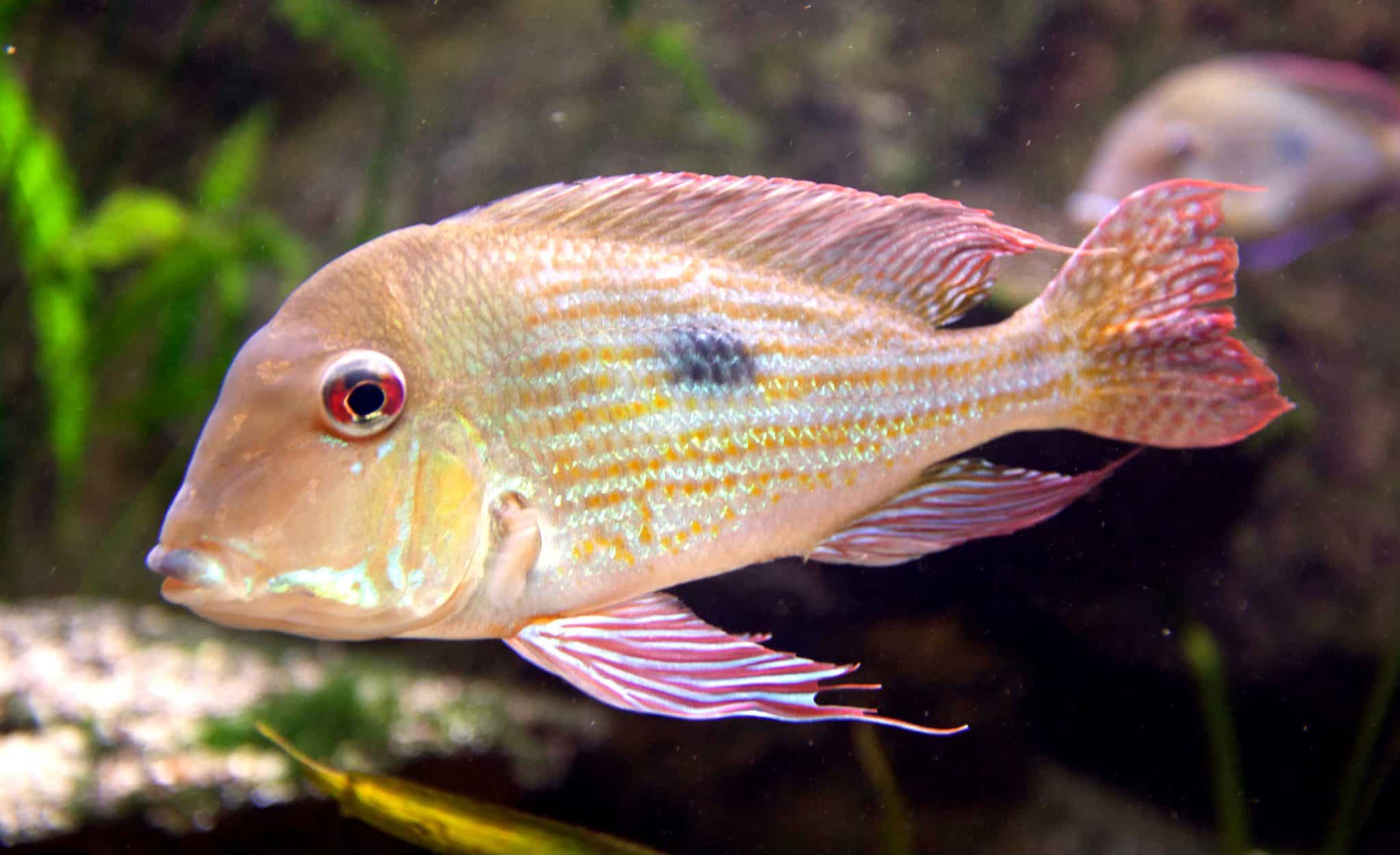 Geophagus Sveni (Sveni Eartheater): Ultimate Care Guide - Fish Laboratory