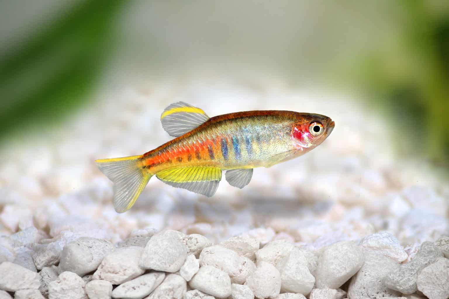 Rasbora Types, Size & Care | Ultimate Guide to Rasbora Fish - Fish ...