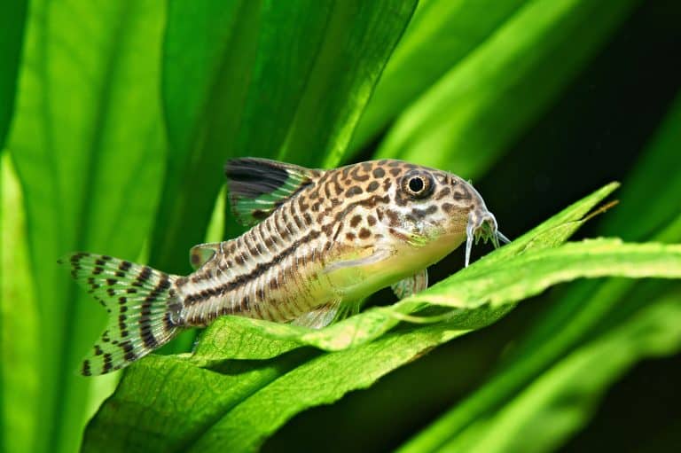 Emerald Cory Catfish (Corydoras splendens): Ultimate Care Guide - Fish ...