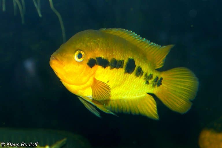 Acei Cichlid (Pseudotropheus Acei): Ultimate Care Guide - Fish Laboratory