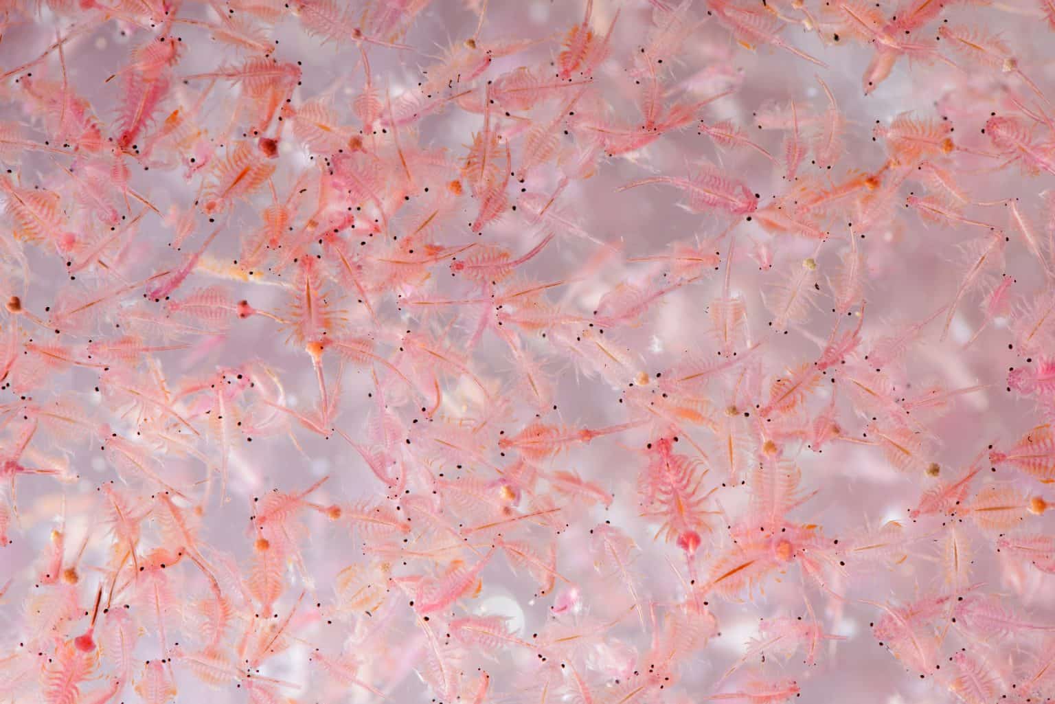 Live Fish Food: Ultimate Guide to Types of Live Cultures - Fish Laboratory