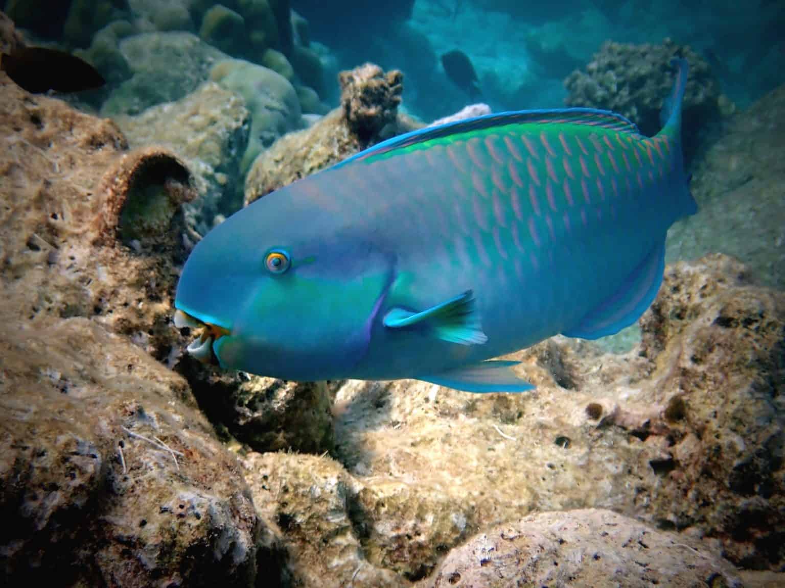 Blue Parrotfish (Scarus coeruleus) | Facts & Care Guide - Fish Laboratory