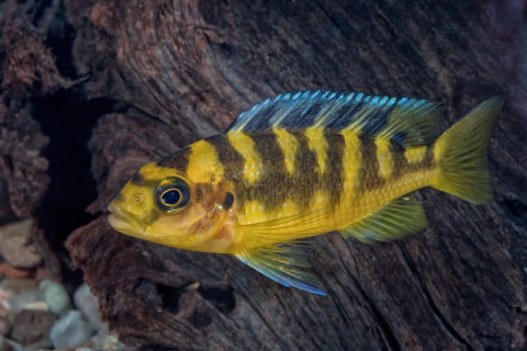 Cichlid Fish: Ultimate Guide to Types of Cichlids - Fish Laboratory