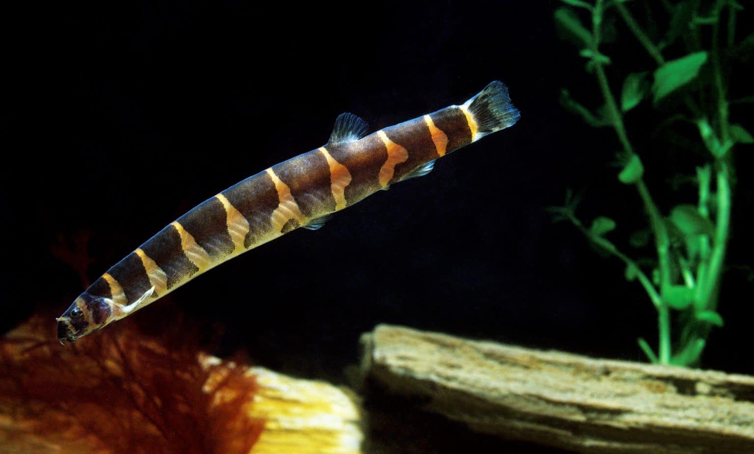 Kuhli Loach (Pangio kuhlii): Ultimate Care Guide - Fish Laboratory
