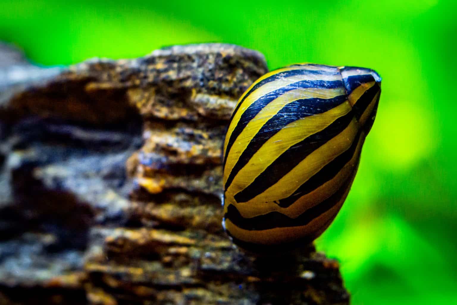 Ramshorn Snail: Care Guide, Breeding, Eggs, Colors & More - Fish Laboratory