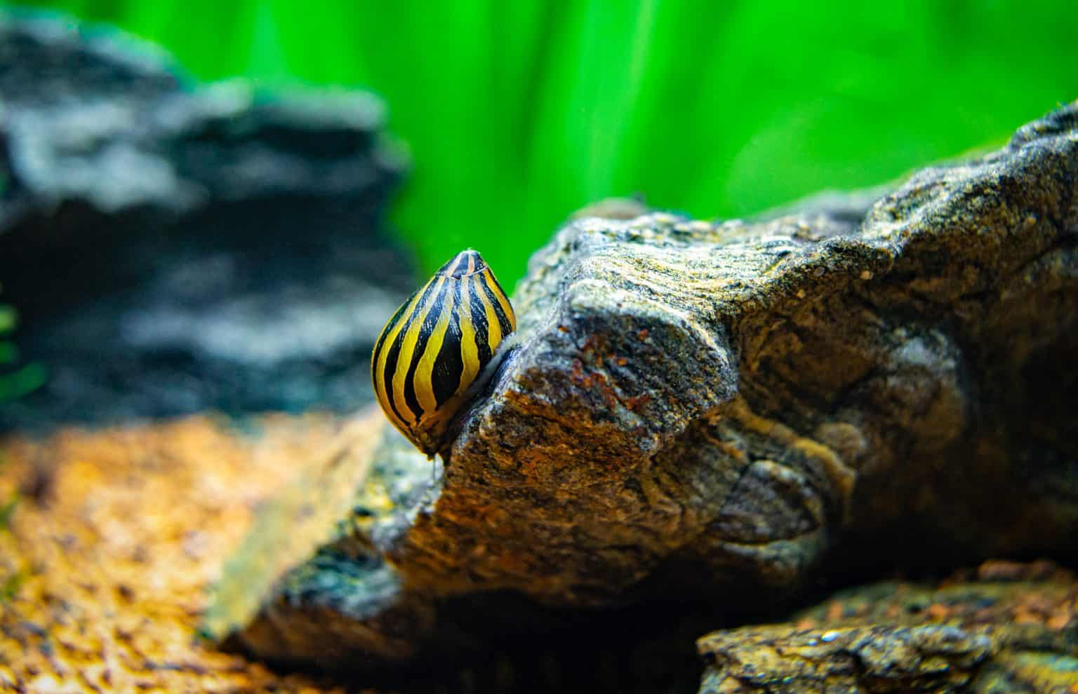 Nerite Snail (Neritina natalensis): Ultimate Care Guide - Fish Laboratory