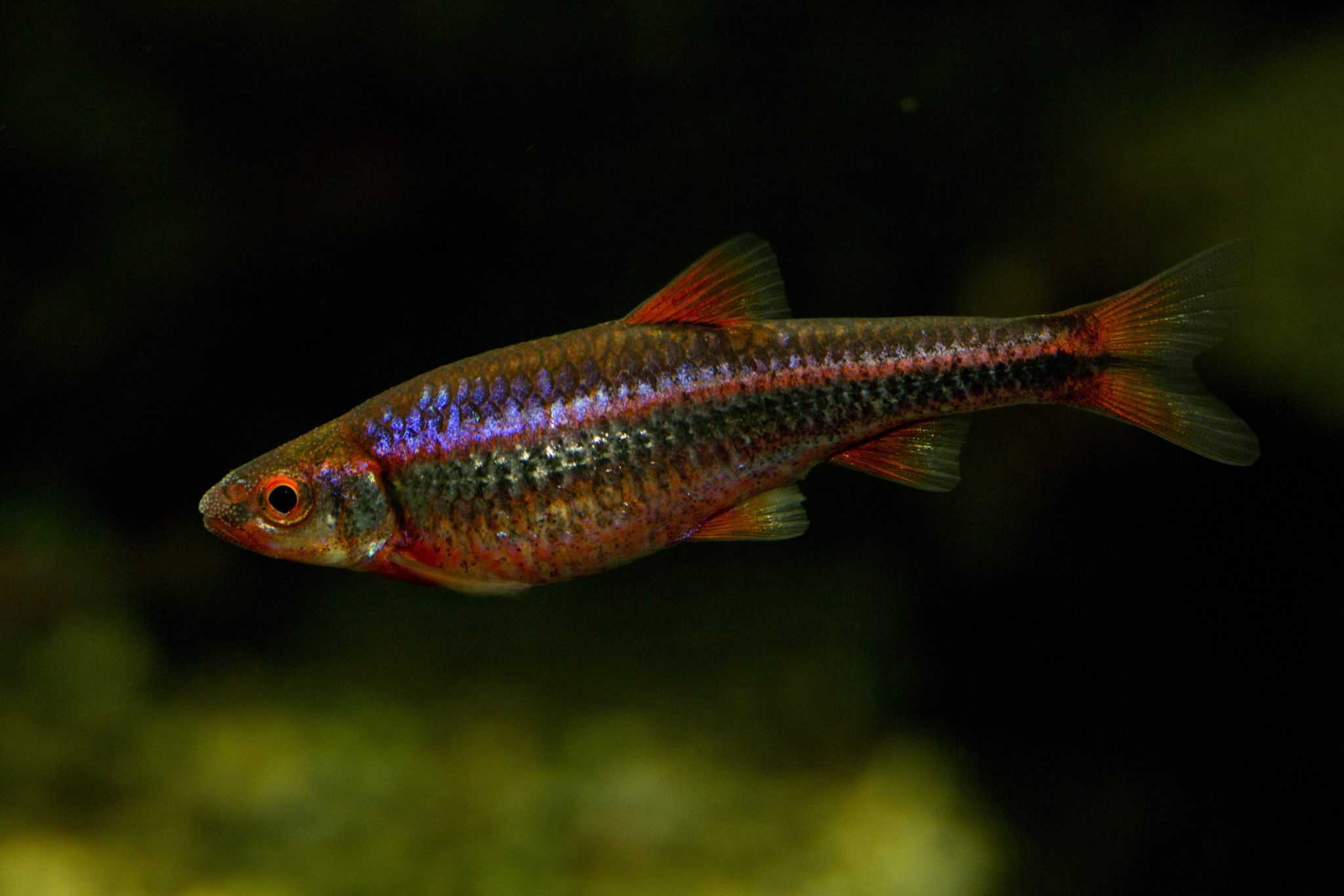 Rainbow Shiner (Notropis chrosomus): Ultimate Care Guide - Fish Laboratory