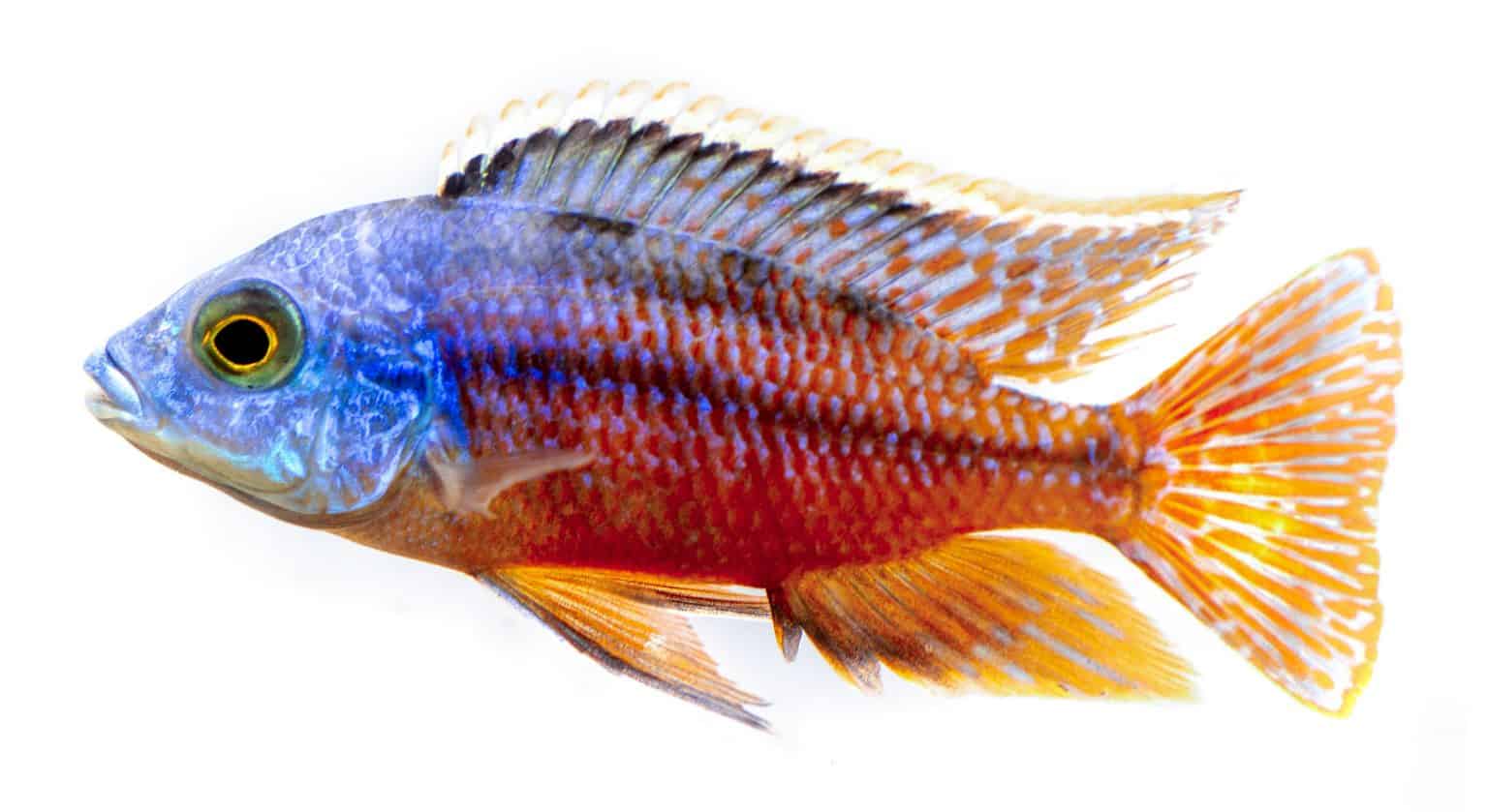 Red Empress Cichlid (Protomelas Taeniolatus): Ultimate Care Guide ...