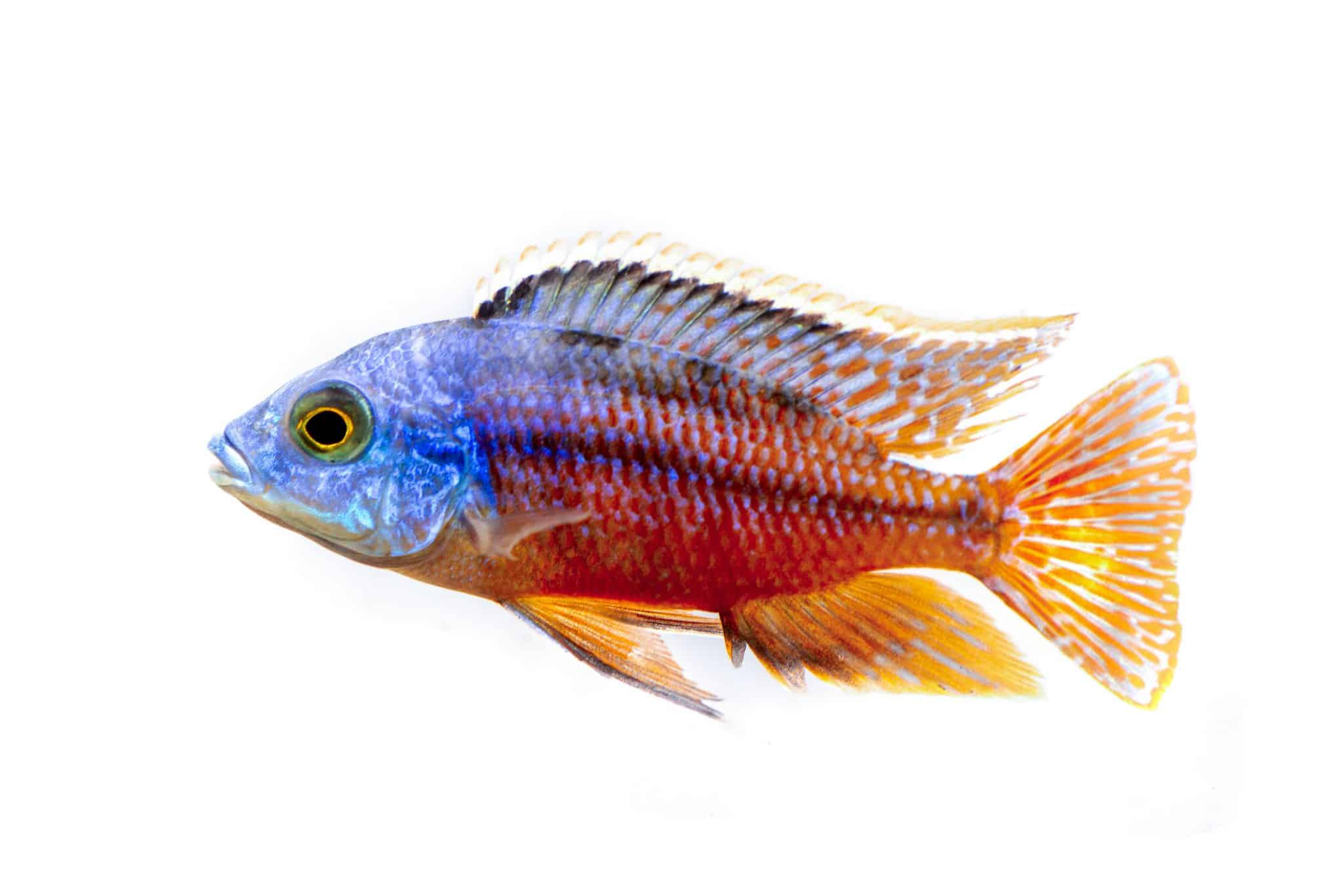 Midas Cichlid (Amphilophus Citrinellus): Ultimate Care Guide - Fish ...