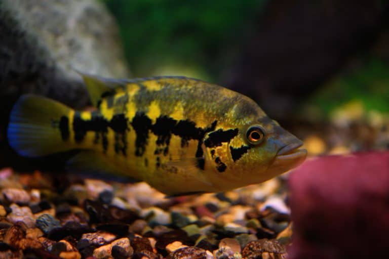 Salvini Cichlid (Trichromis Salvini): Ultimate Care Guide - Fish Laboratory