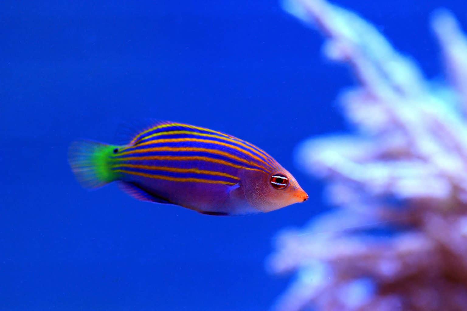 Leopard Wrasse (Macropharyngodon): Ultimate Guide to Types & Care ...
